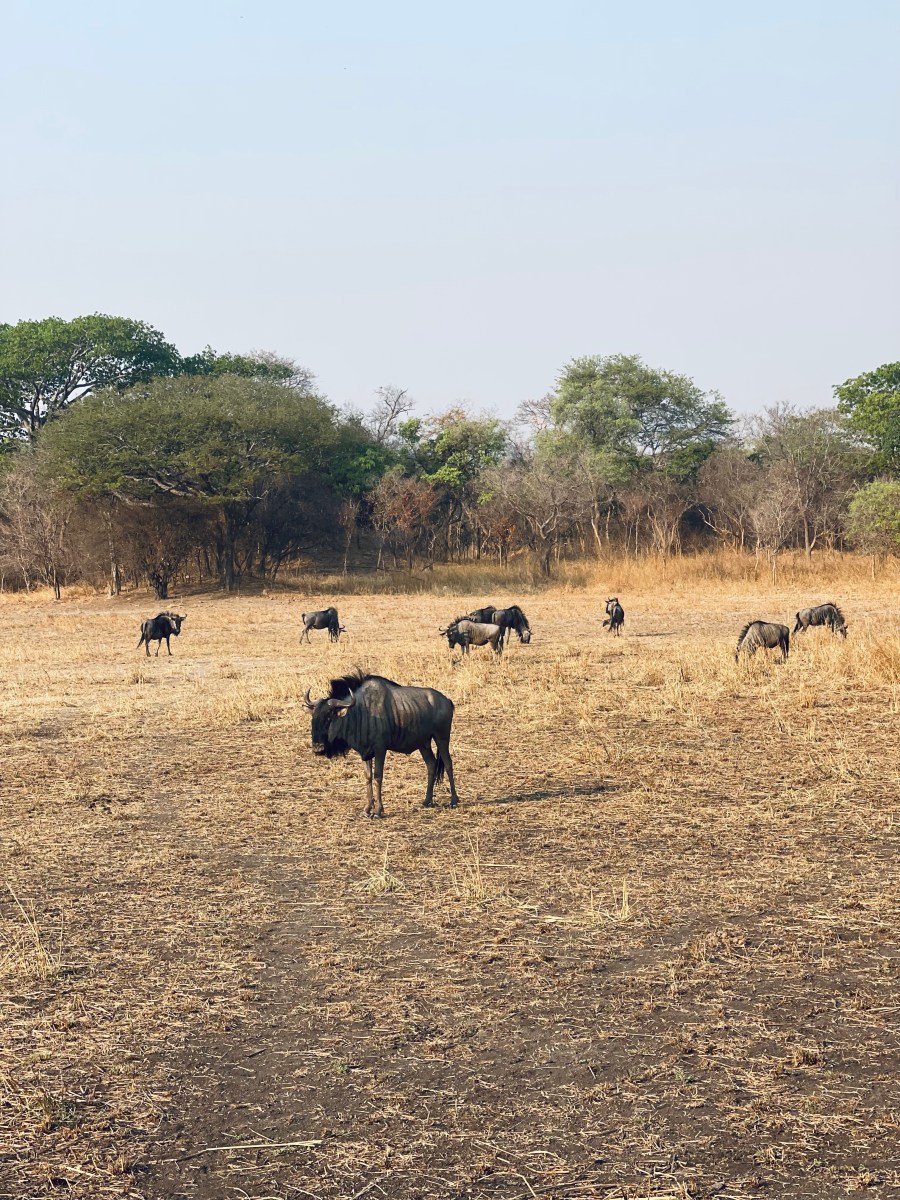 Protea Chisamba – Adventures with BoBoBongz